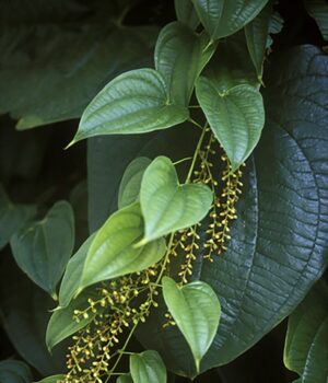 Barbasco, aliado de los muinane en la pesca y en el control de plagas ...
