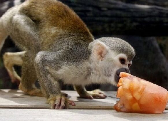 Alimentar a los monos tiene consecuencias | Revista Agrollanos